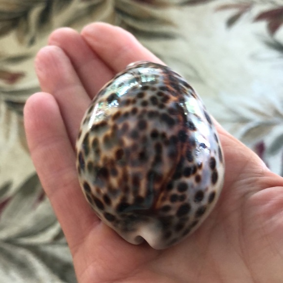 Pottery Barn | Accents | Pottery Barn Tiger Cowrie Shells | Poshmark